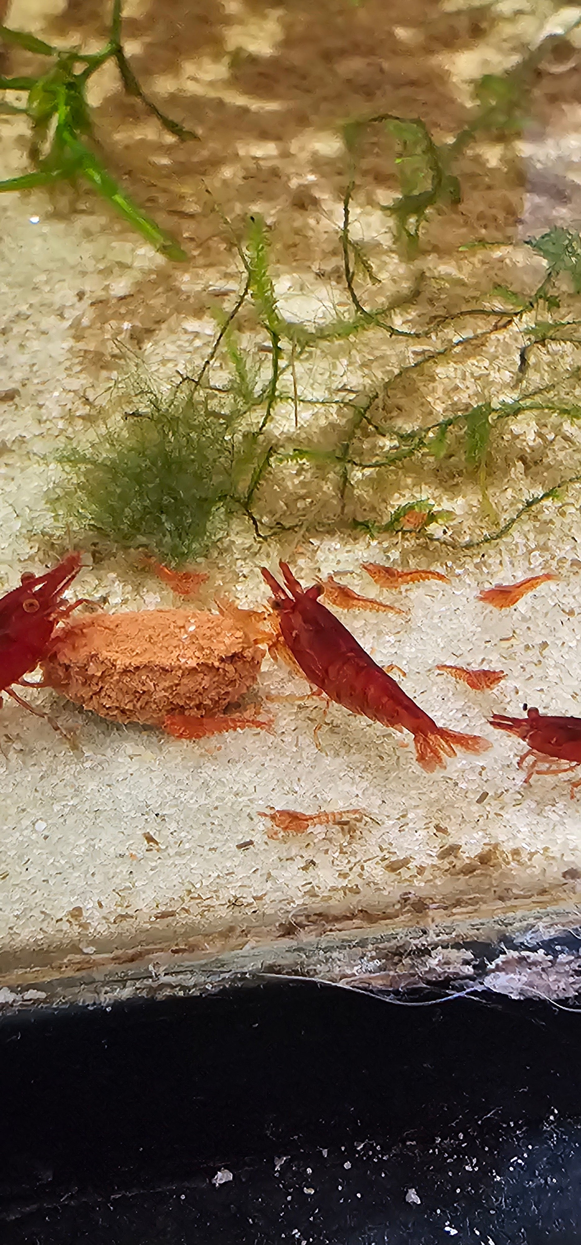 NEW ARRIVALS/COMING SOON! – Exotic Aquarium Critters, LLC
