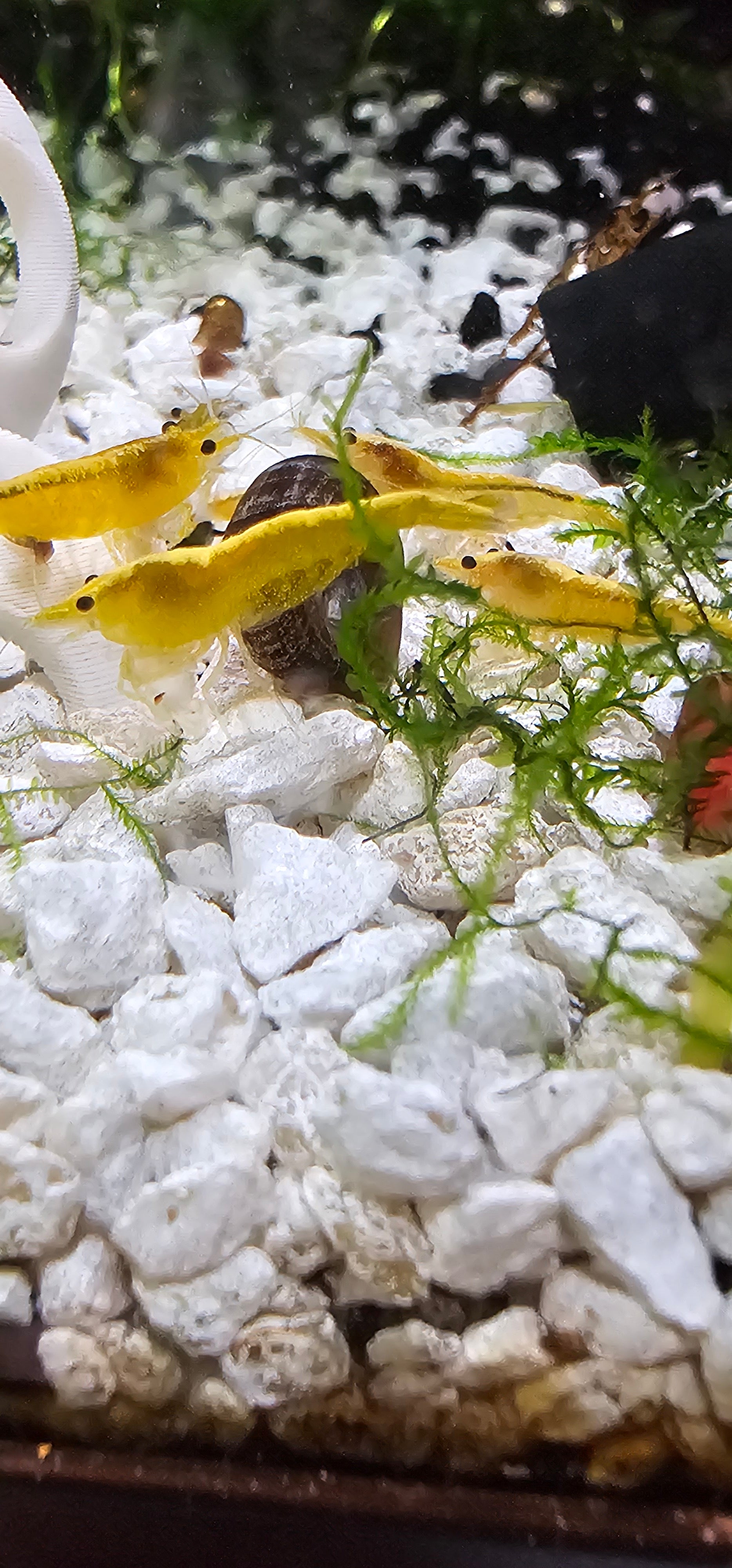 Neocaridina – Exotic Aquarium Critters, LLC