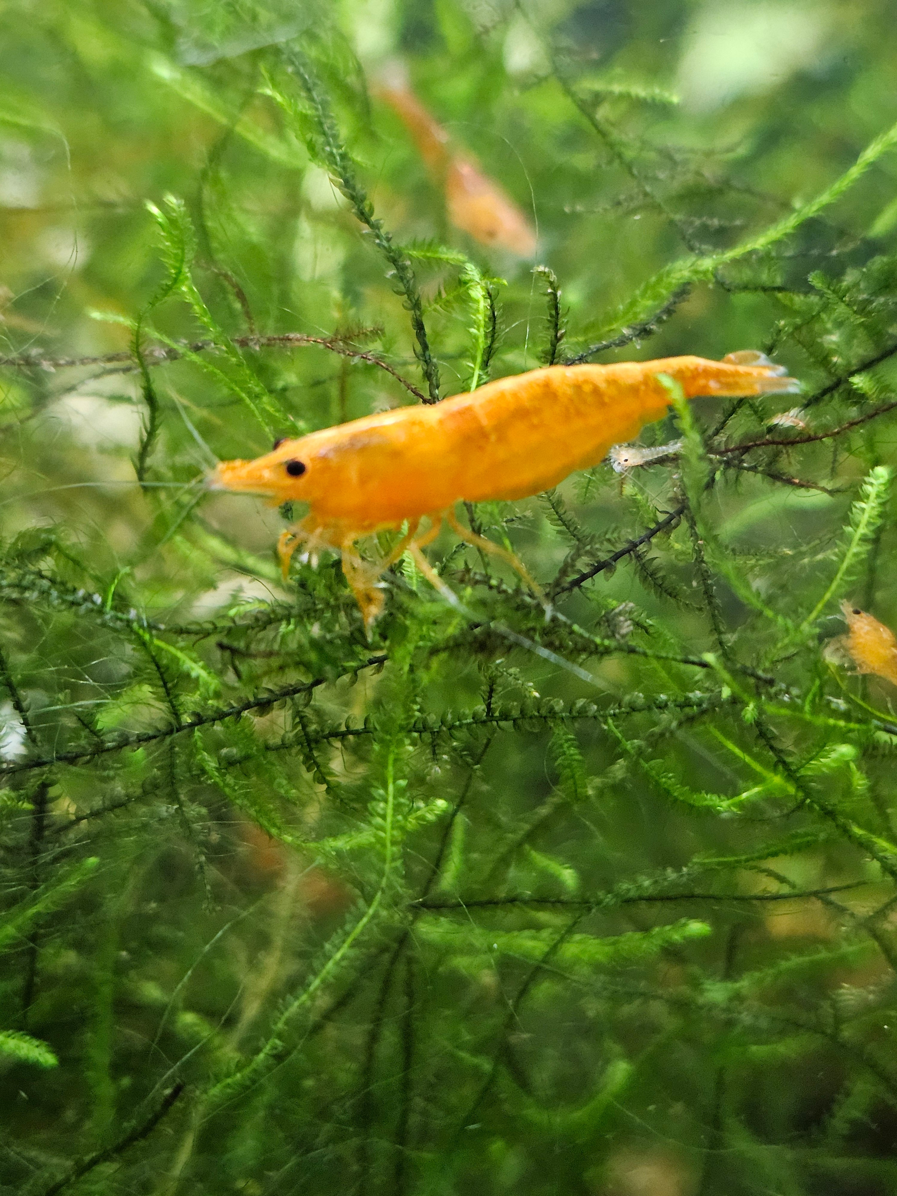 Home page – Exotic Aquarium Critters, LLC