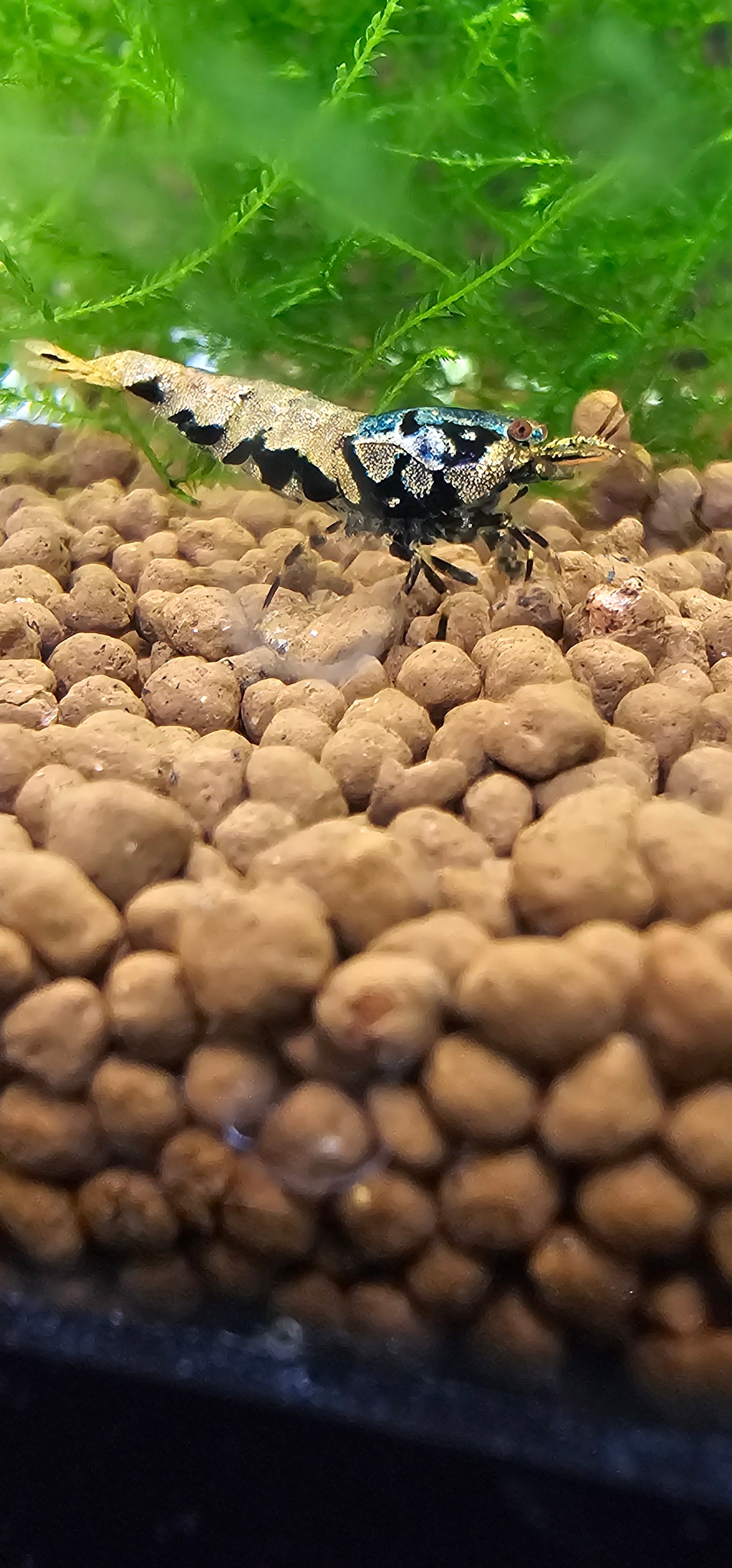 Caridina – Exotic Aquarium Critters, LLC