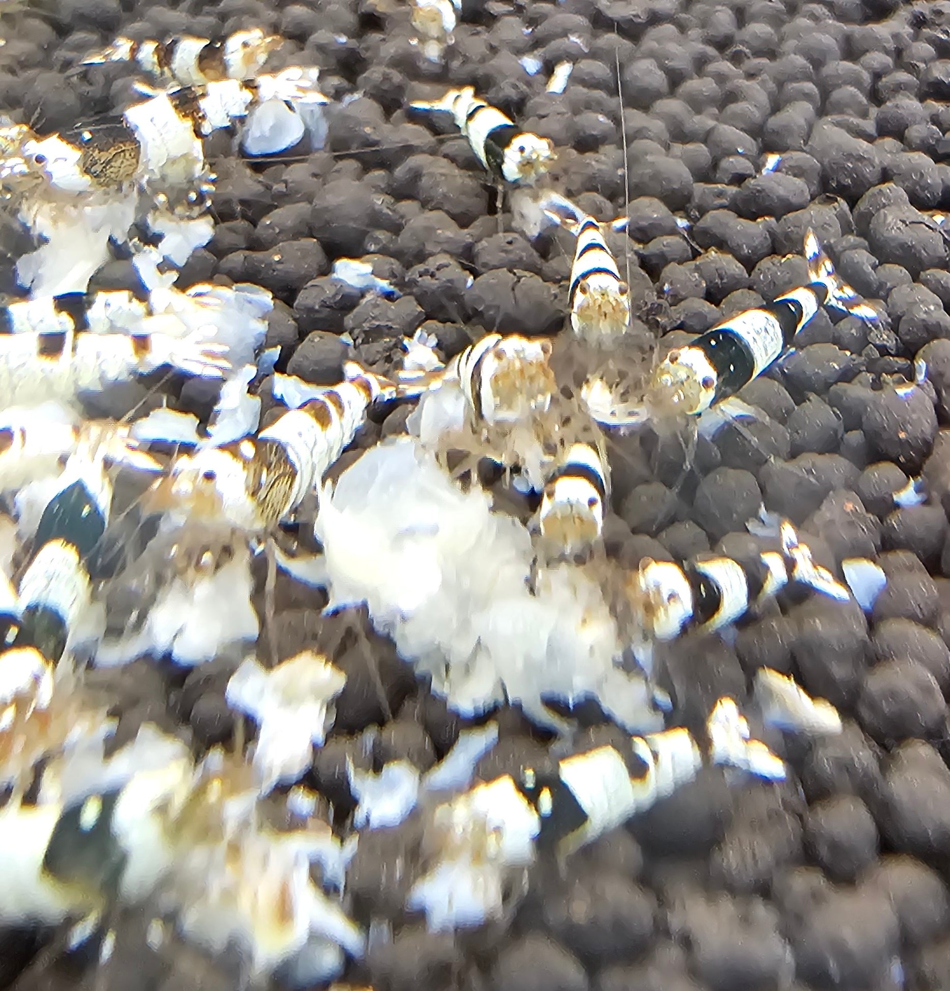 Exotic Aquarium Critters – Exotic Aquarium Critters, LLC