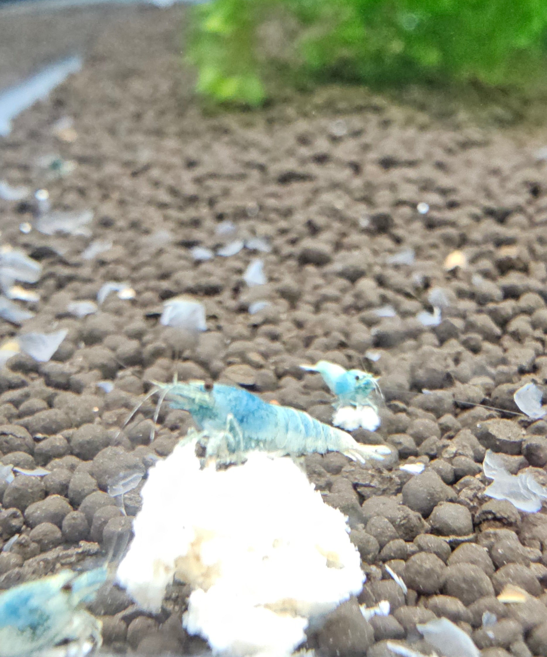 Blue Bolt Caridina Shrimp – Exotic Aquarium Critters, LLC