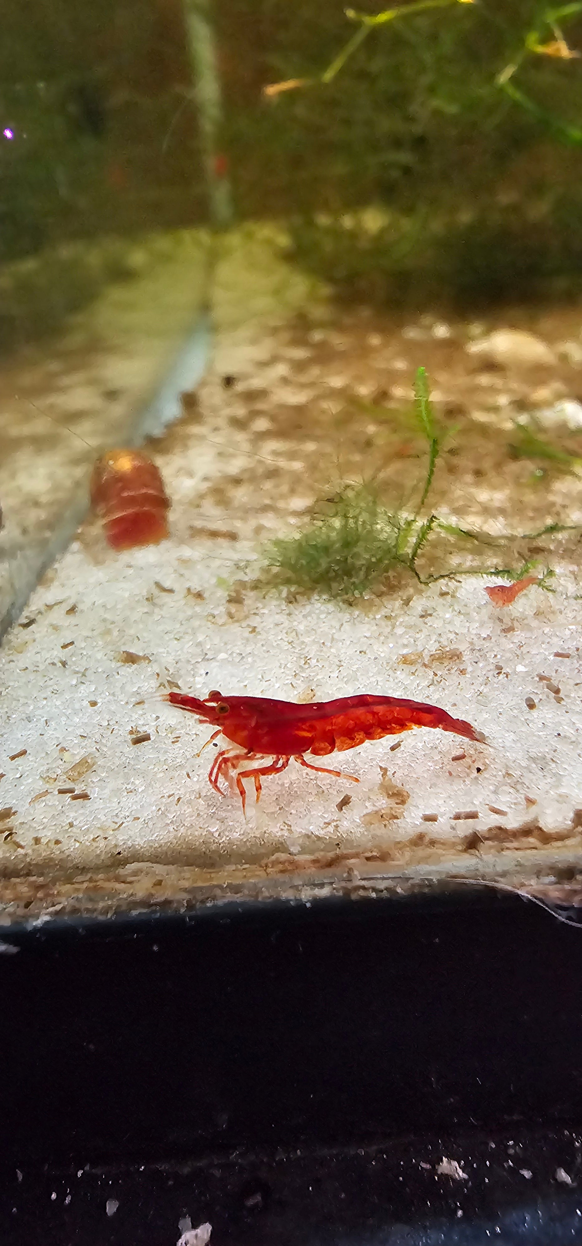 OE Red Demon Neo Shrimp, HOME BRED/Limited Quantity – Exotic Aquarium ...