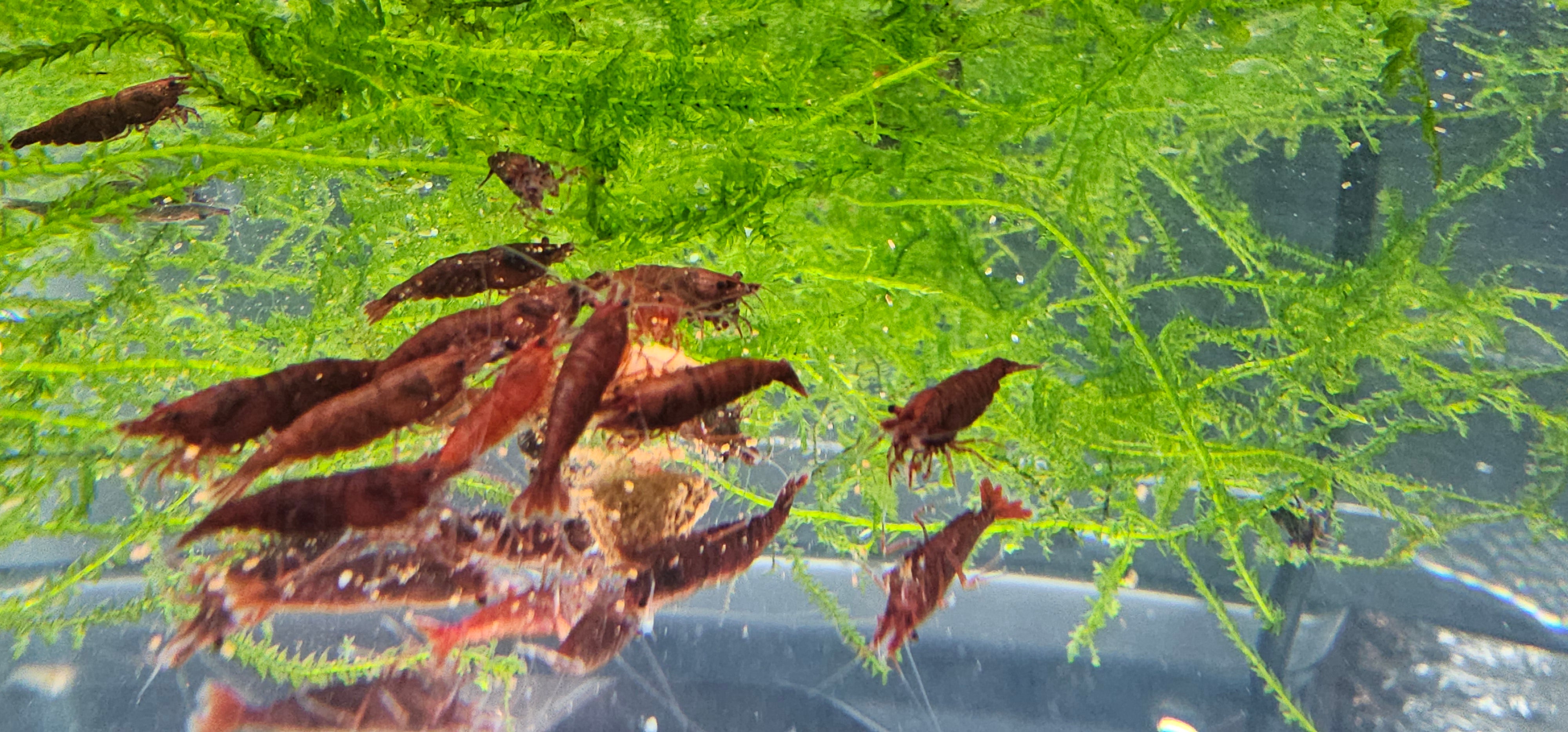 DARK Bloody Mary Neocaridina – Exotic Aquarium Critters, LLC