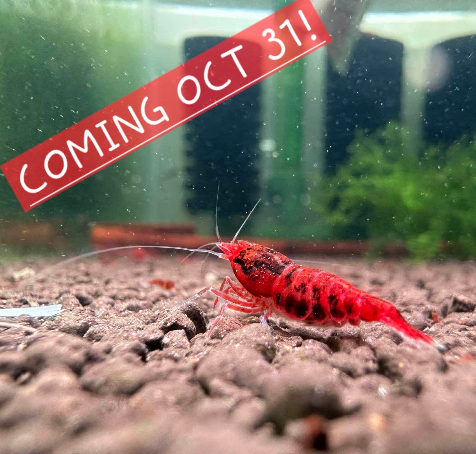 Orange Eye Red Devil – Exotic Aquarium Critters, LLC